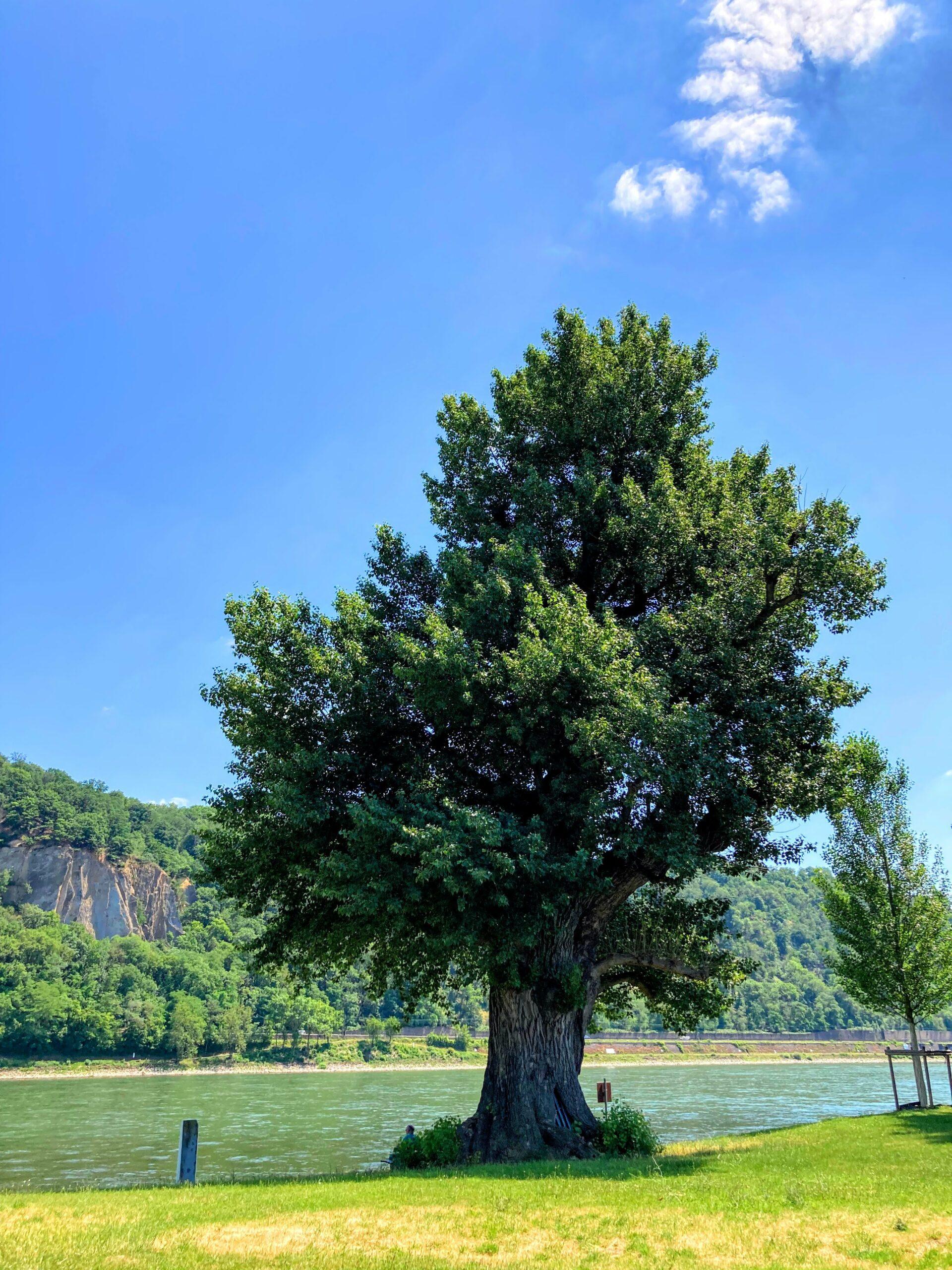 LMAA-Haus in Koblenz-Neuendorf - Was um alles in der Welt?